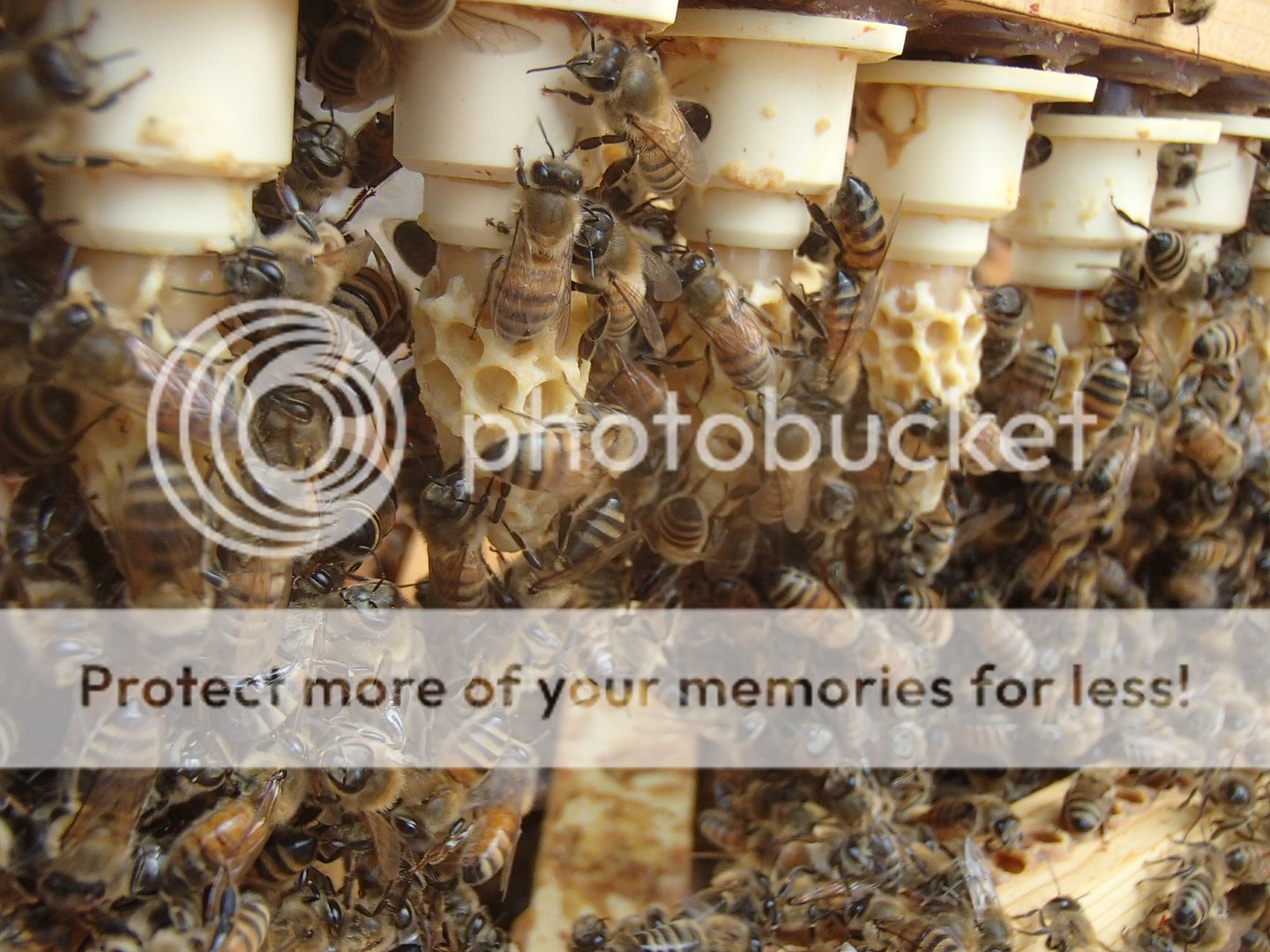 Why are my queen cells so small? | Beesource Beekeeping Forums